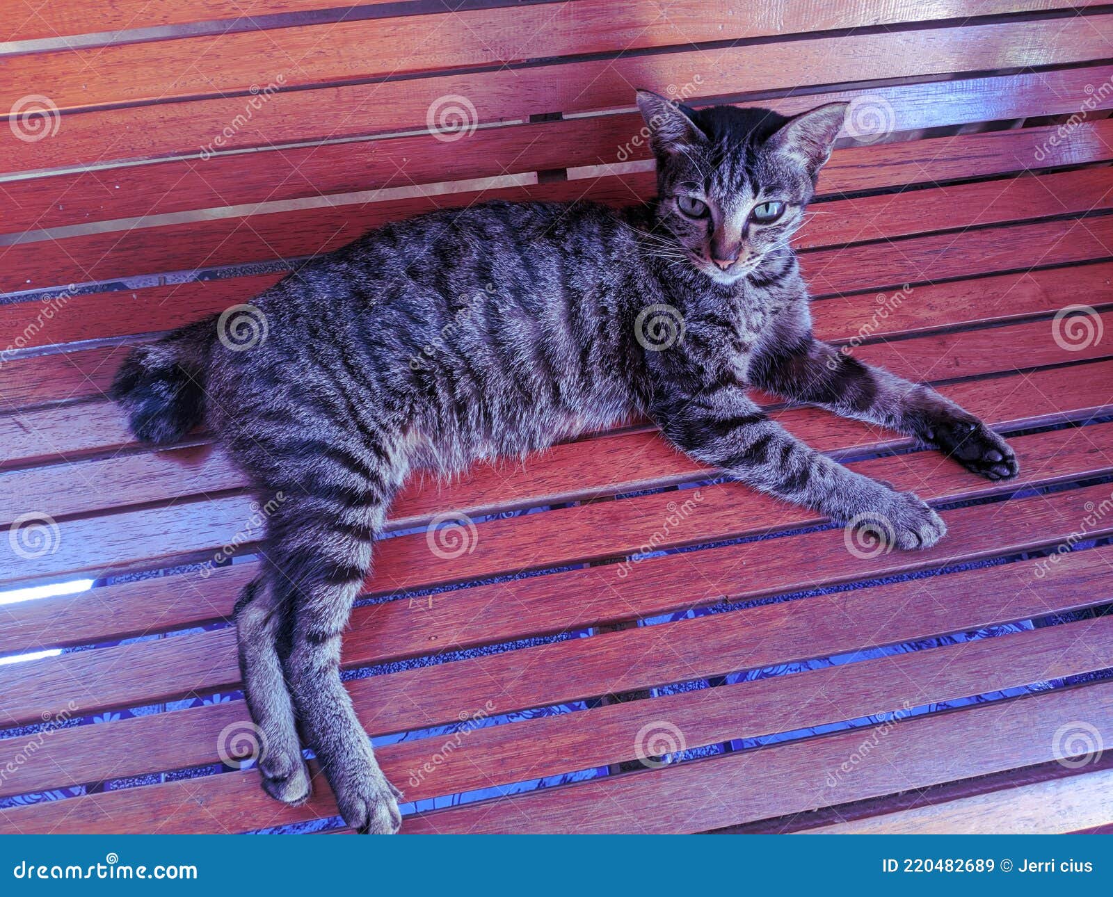 The Scary Face of a Cat Looking at the Camera Stock Image - Image of ...