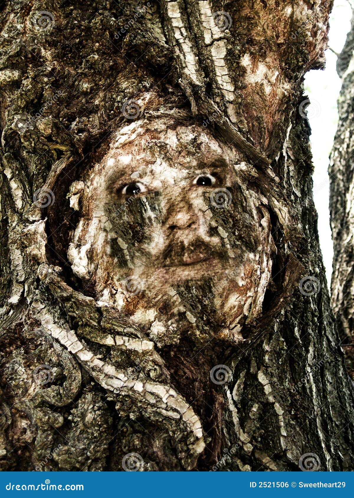 Scary face in tree stock photo. Image of face, outlined - 2521506