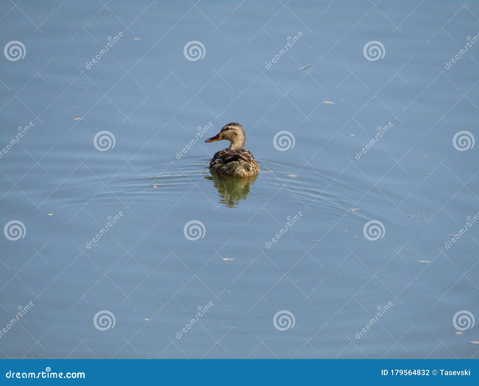 A scary female duck swims stock photo. Image of child - 179564832