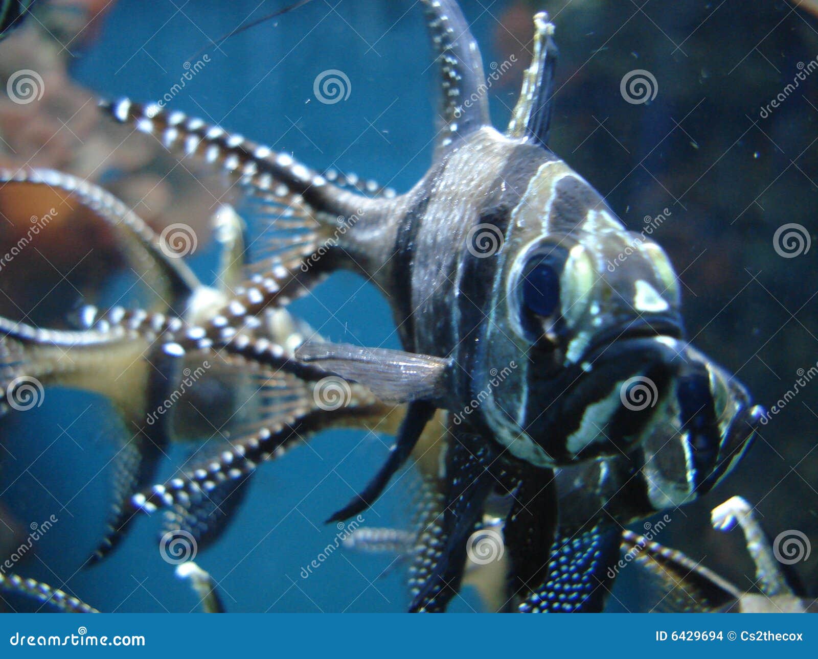 Scary fish stock photo. Image of fish, striped, tropical - 6429694