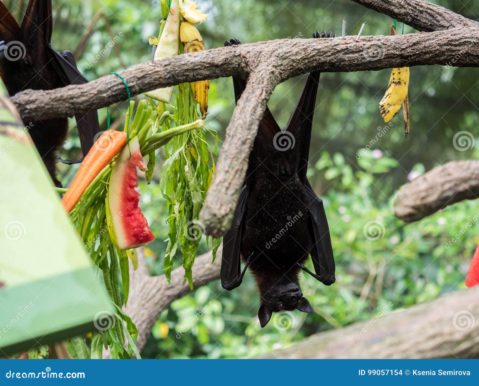 Scary Flying Fox On Tree Eating Fruits Stock Photography ...