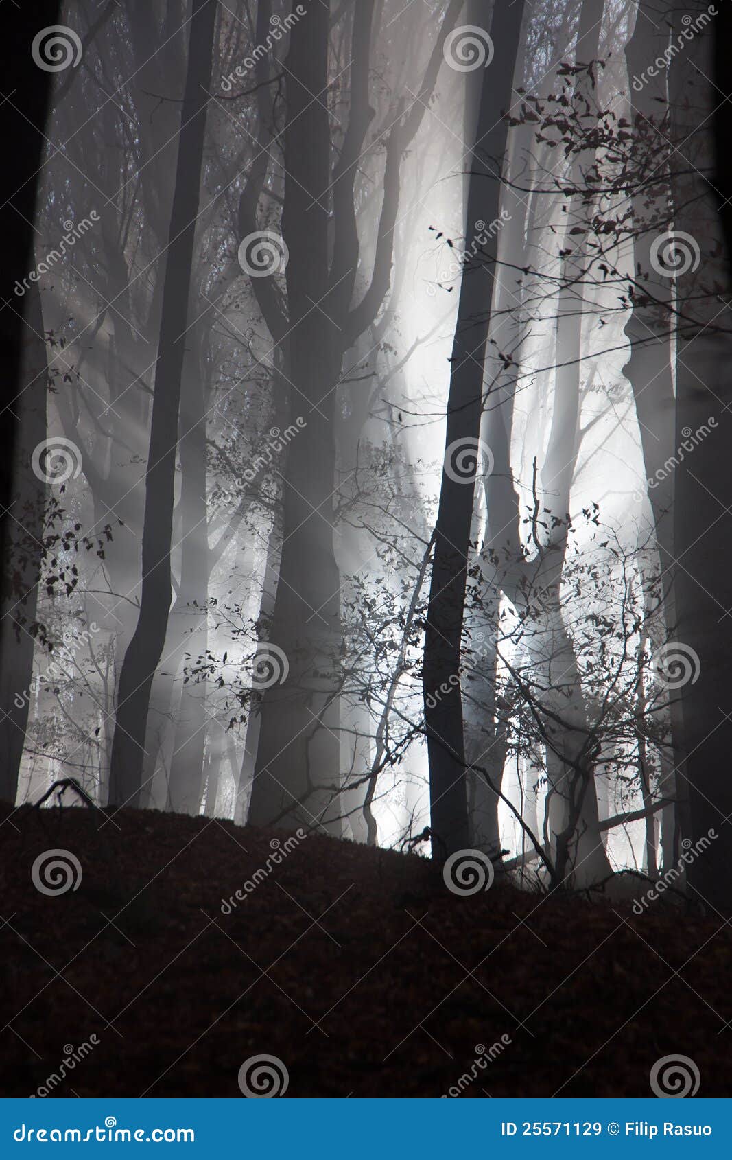 Scary forest stock image. Image of leaves, spooky, park - 25571129