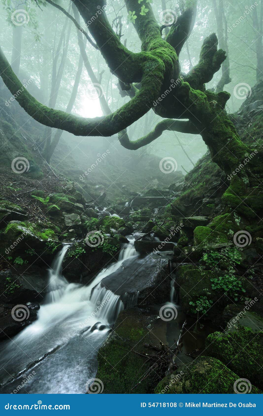 Scary Forest with Creepy Tree and a Stream Stock Photo - Image of misty ...