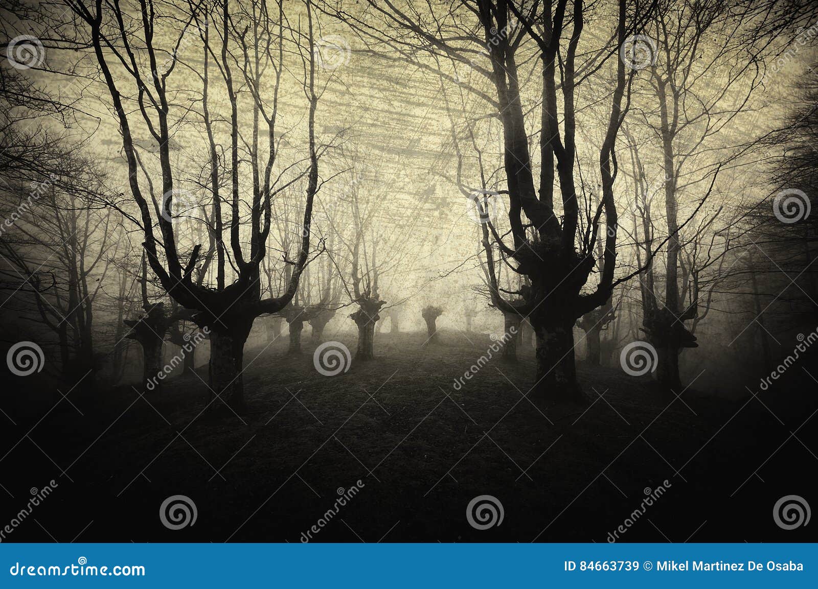 Scary Forest with Creepy Trees Stock Image - Image of fantasy, mood ...
