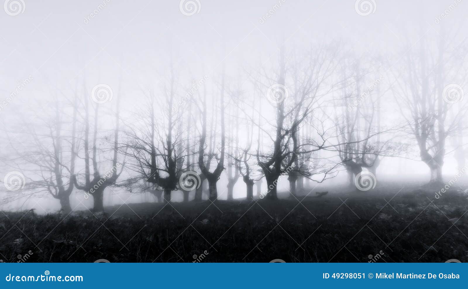 Scary forest stock image. Image of landscape, magical - 49298051