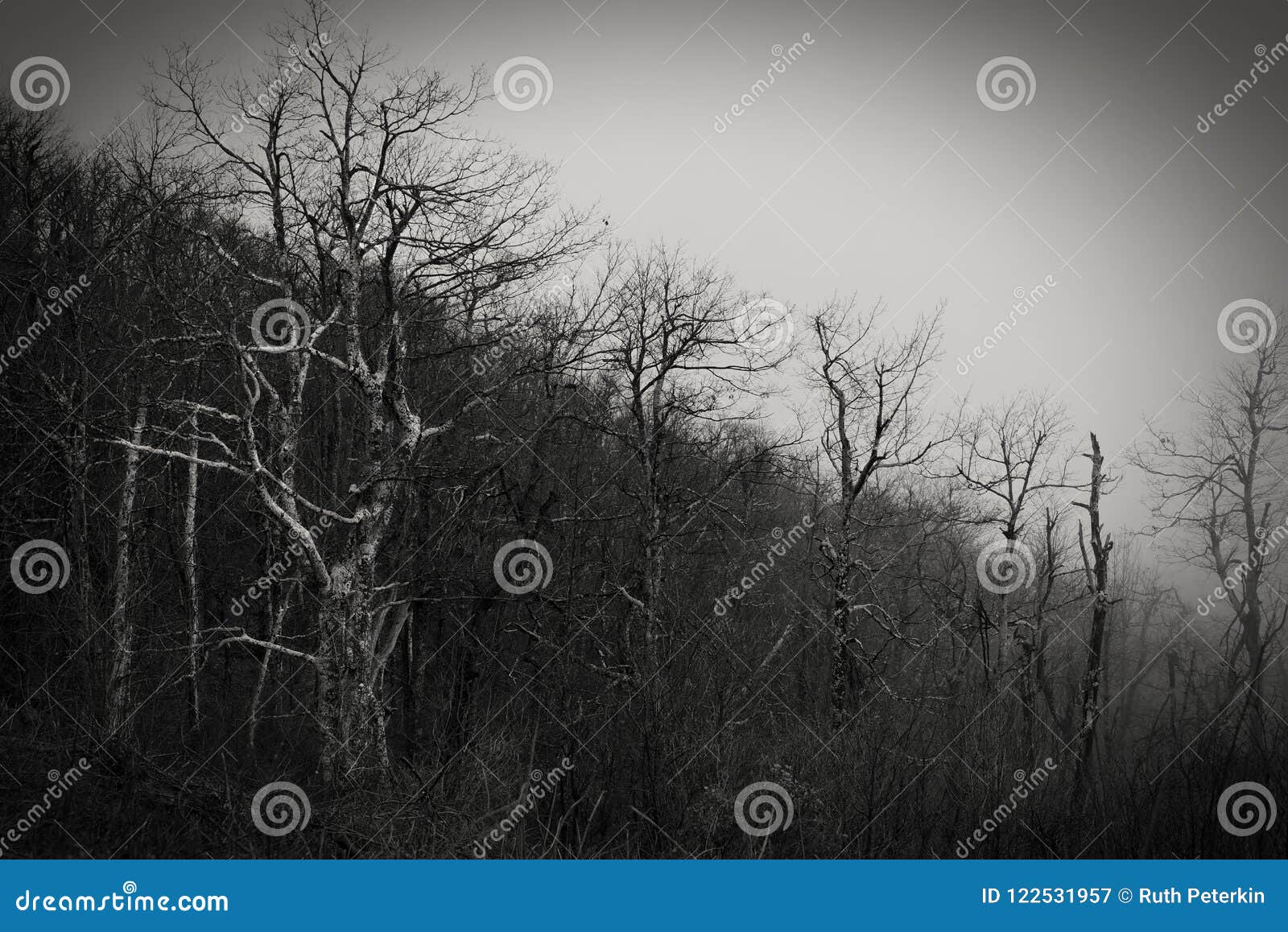 Scary Forest in the Winter stock image. Image of forest - 122531957
