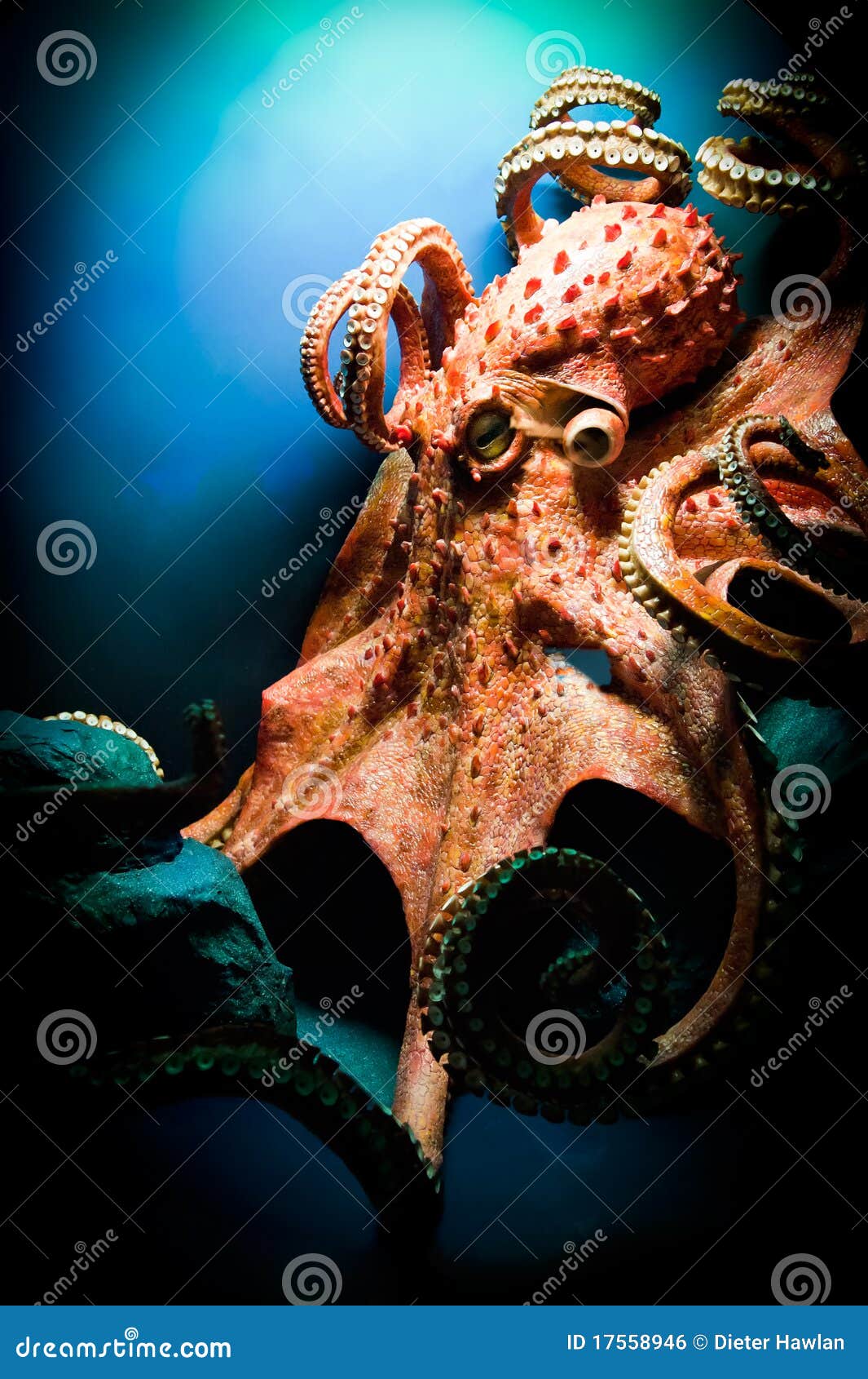 Scary Giant Octopus stock photo. Image of beautiful, bright - 17558946