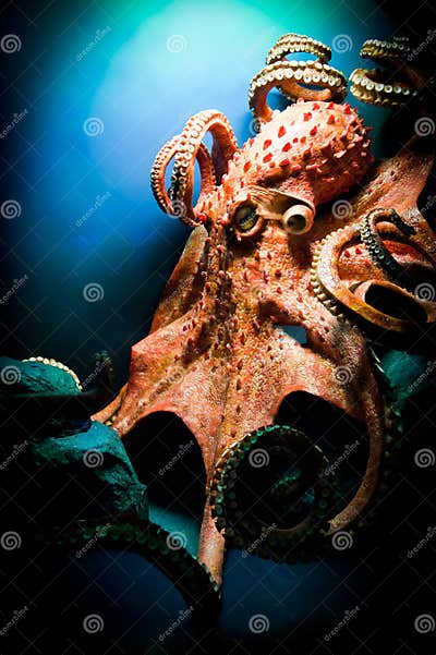 Scary Giant Octopus stock photo. Image of beautiful, bright - 17558946