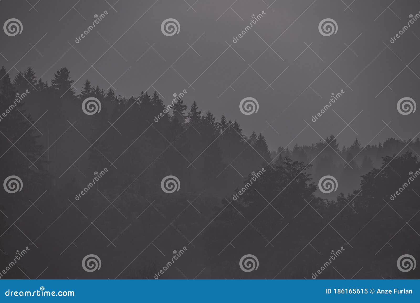 Scary gray forest stock image. Image of mystic, weather - 186165615