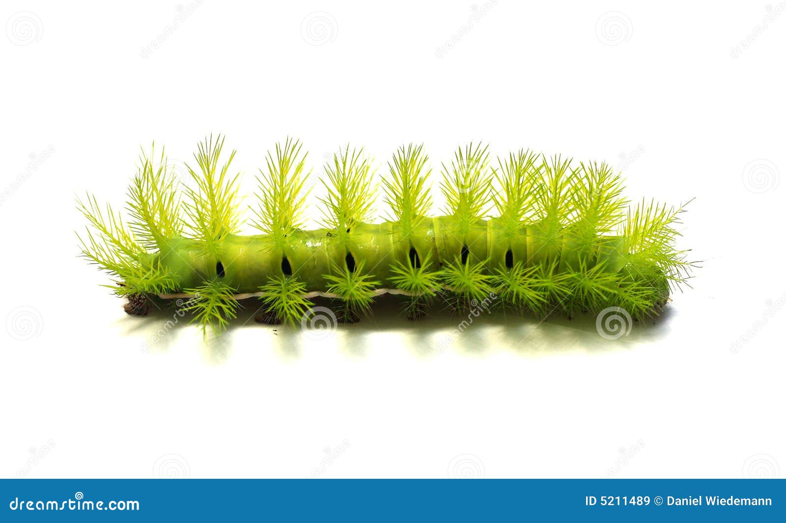 Green Caterpillar Stock Photography | CartoonDealer.com #24836810