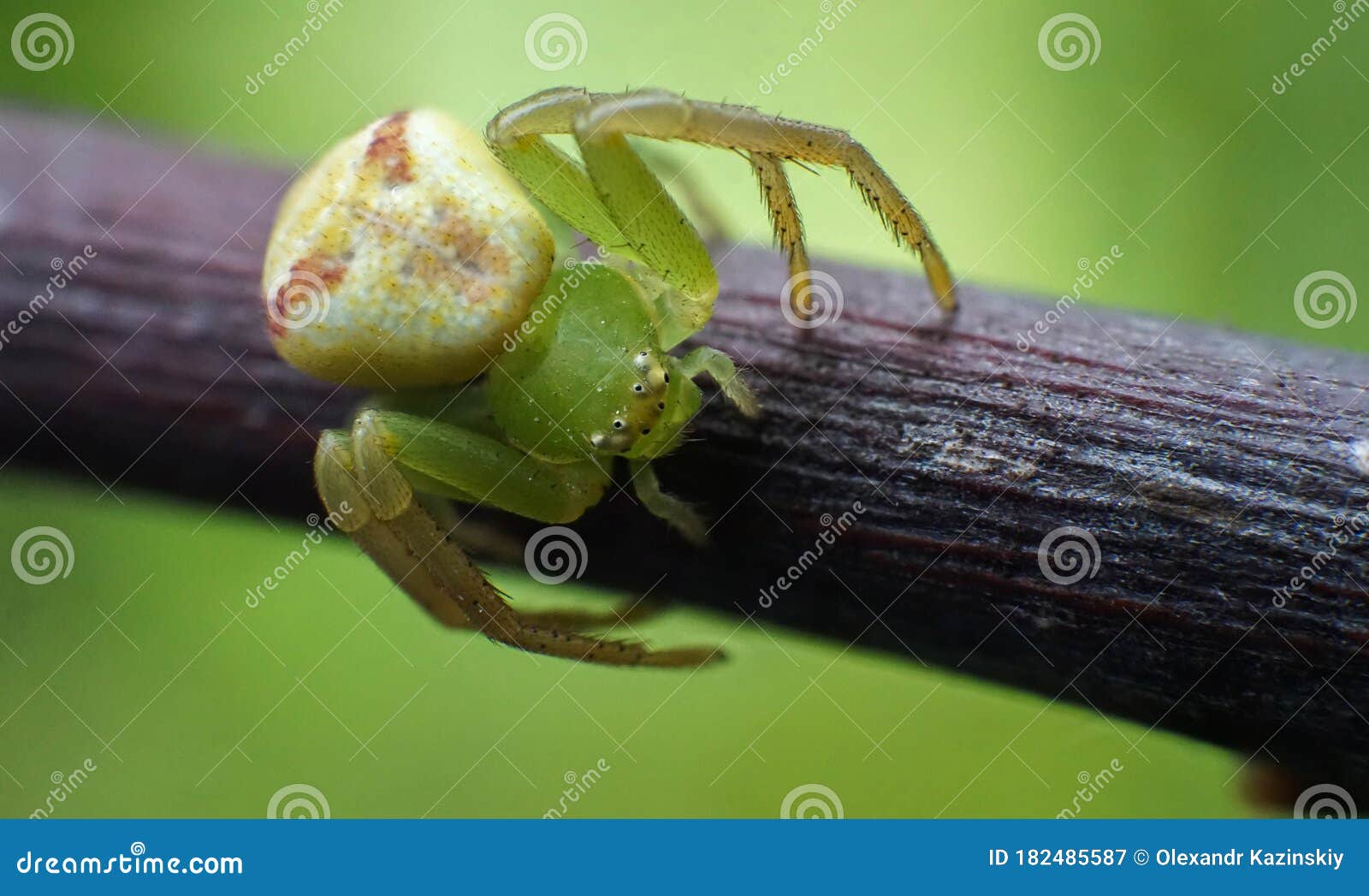 Scary Beautiful Green Spider Ready To Attack Stock Image - Image of ...