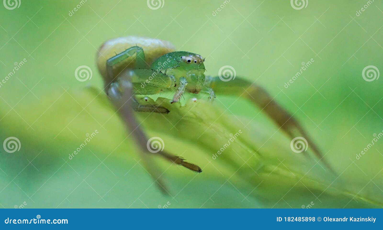 Scary Beautiful Green Spider Ready To Attack Stock Photo - Image of ...