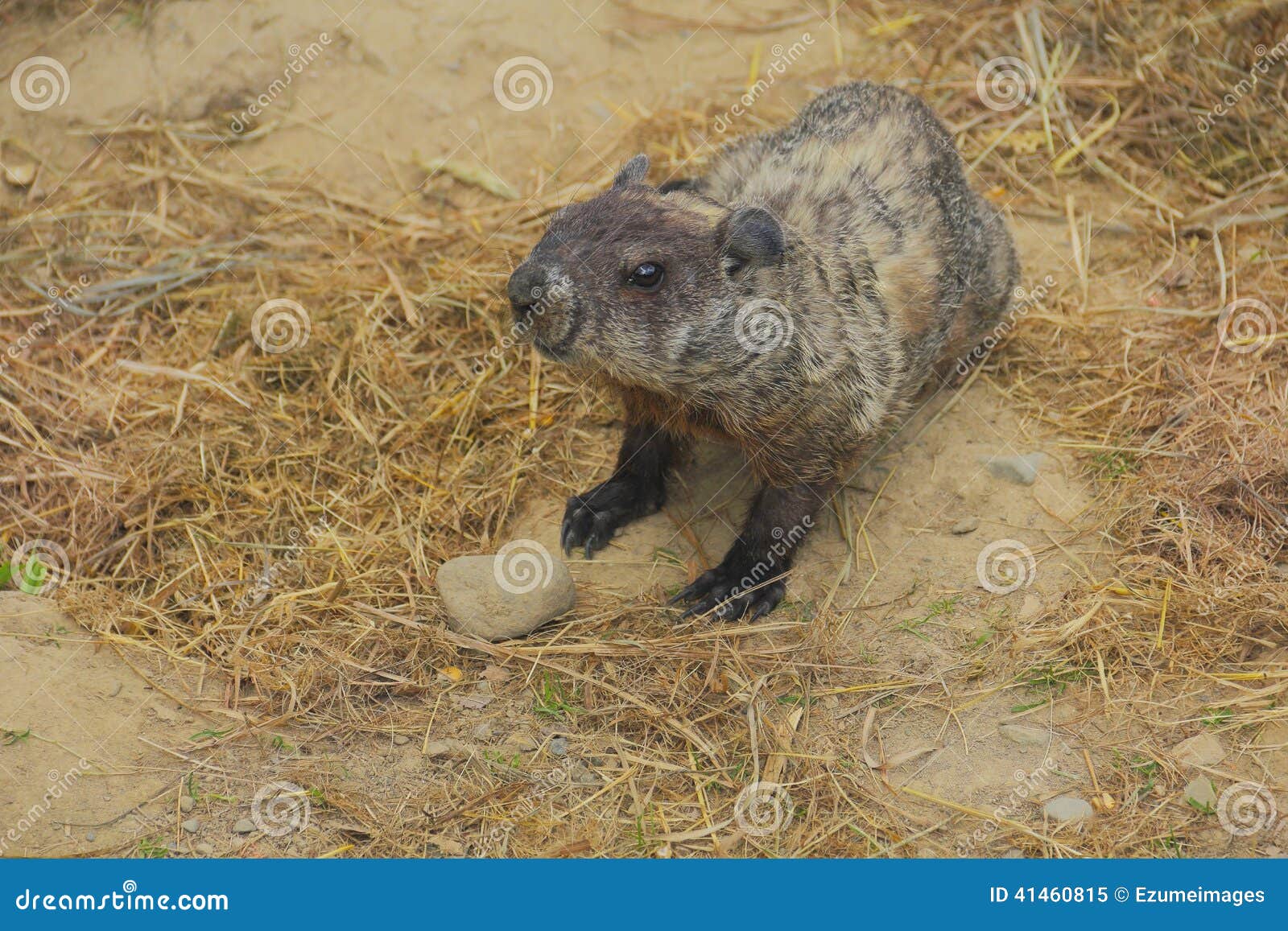 Scary Groundhog stock image. Image of brown, claws, animal - 41460815