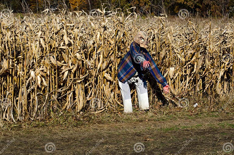 Scary Haunted Corn Field and Alien Stock Image - Image of haunted ...