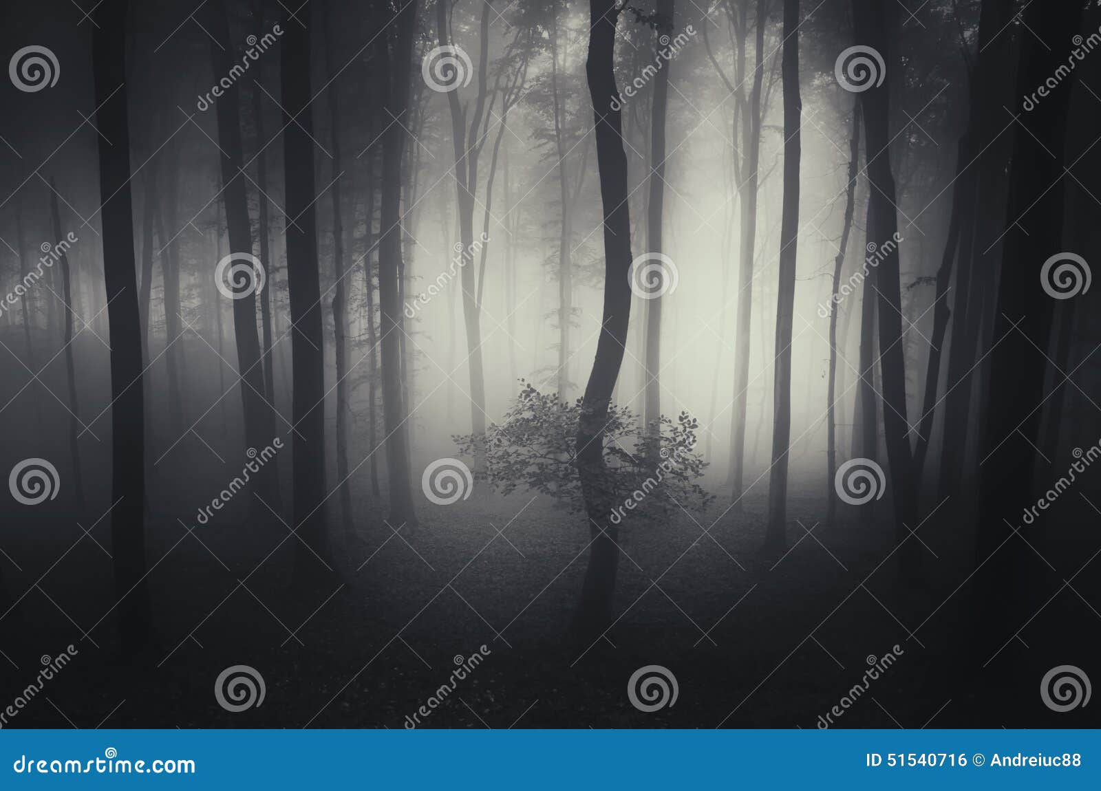 Scary Haunted Forest with Fog Stock Photo - Image of mystery, halloween ...