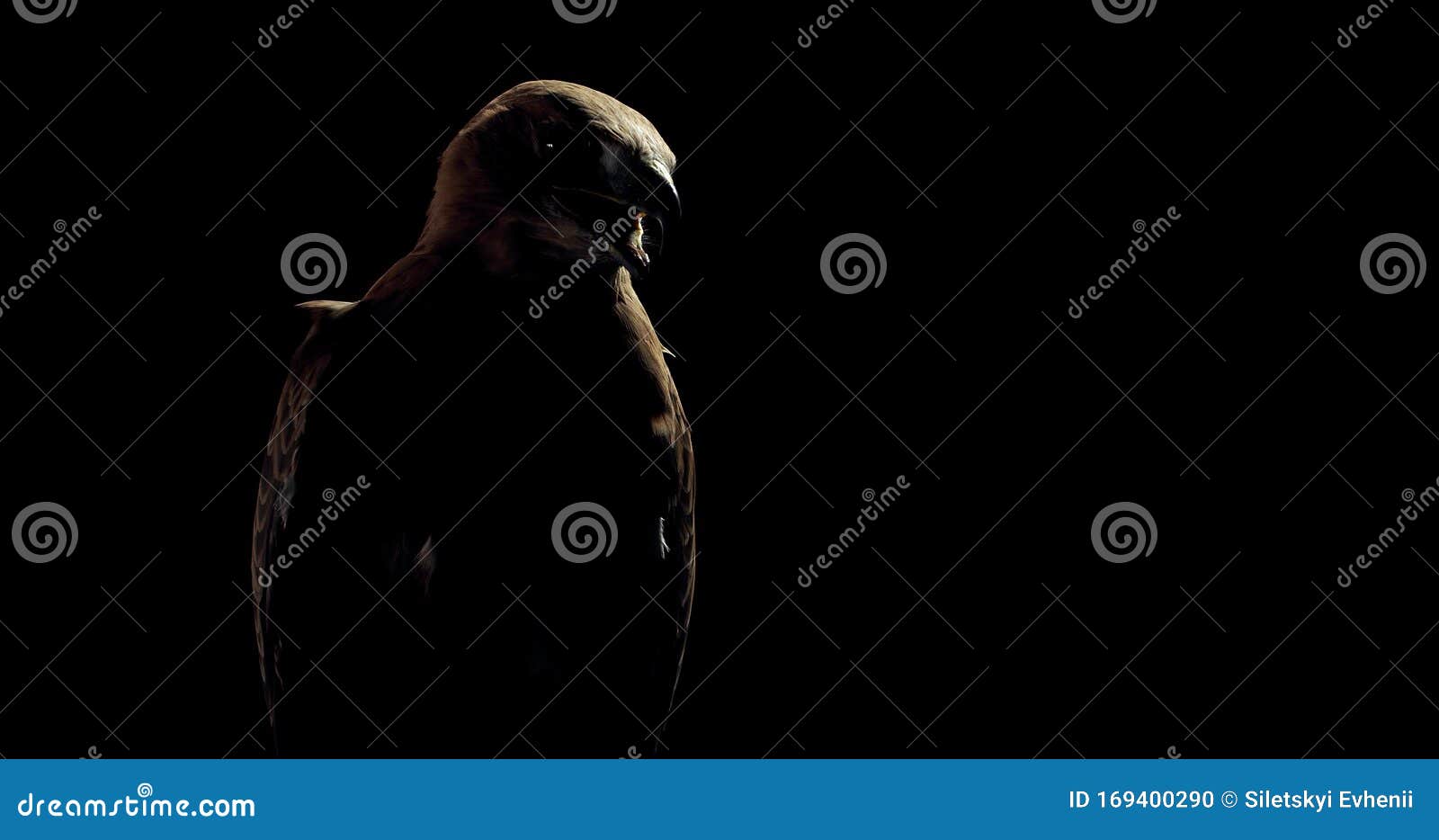 Scary Hawk is Sitting in the Dark and Looking Around, Close Up in 4k ...