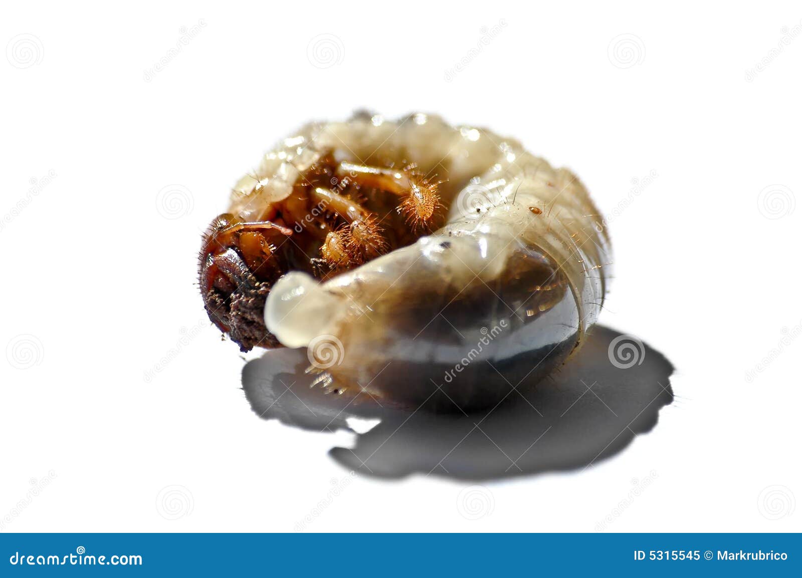 Scary Insect Larvae Grub stock image. Image of macro, queen - 5315545