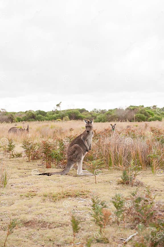 Scary Kangaroo stock photo. Image of promontory, outdoors - 302413364