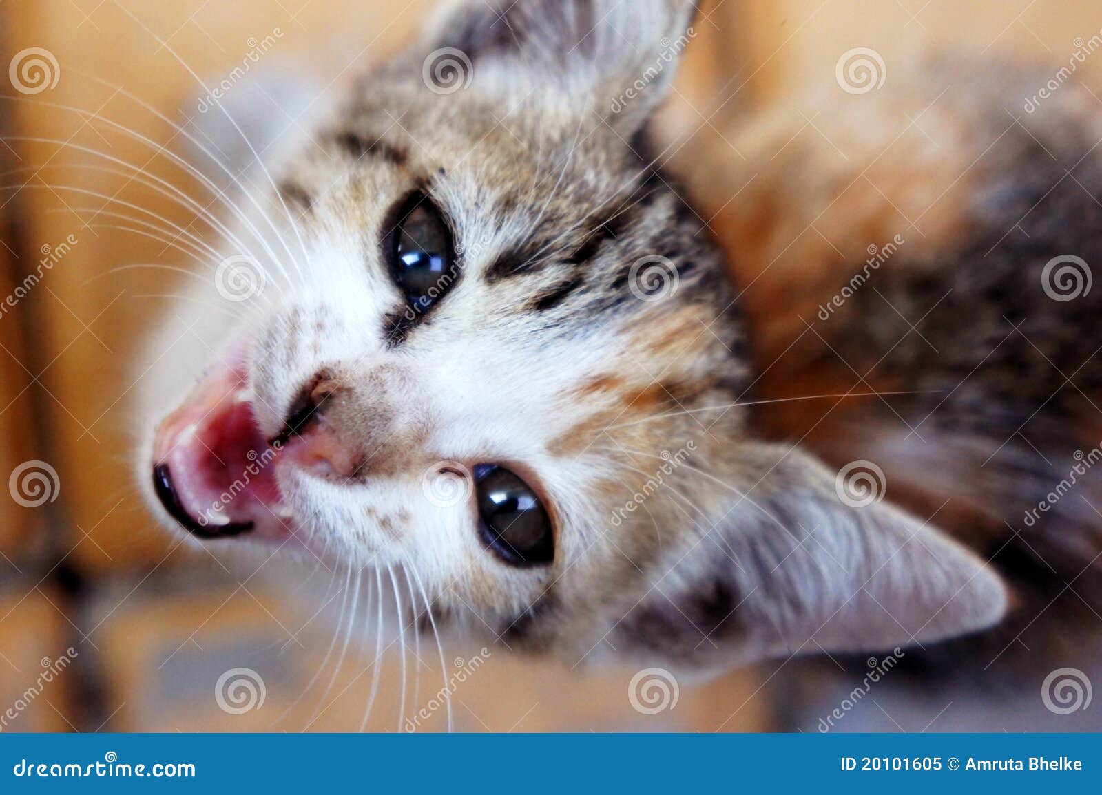Scary Kitten stock image. Image of scary, animal, meowing - 20101605