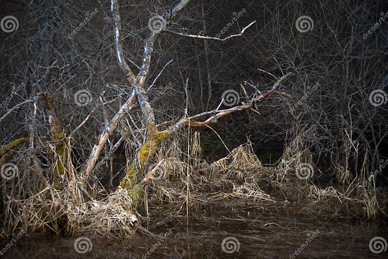 Scary Landscape with Dead Tree Stock Image - Image of dead, death: 13934807