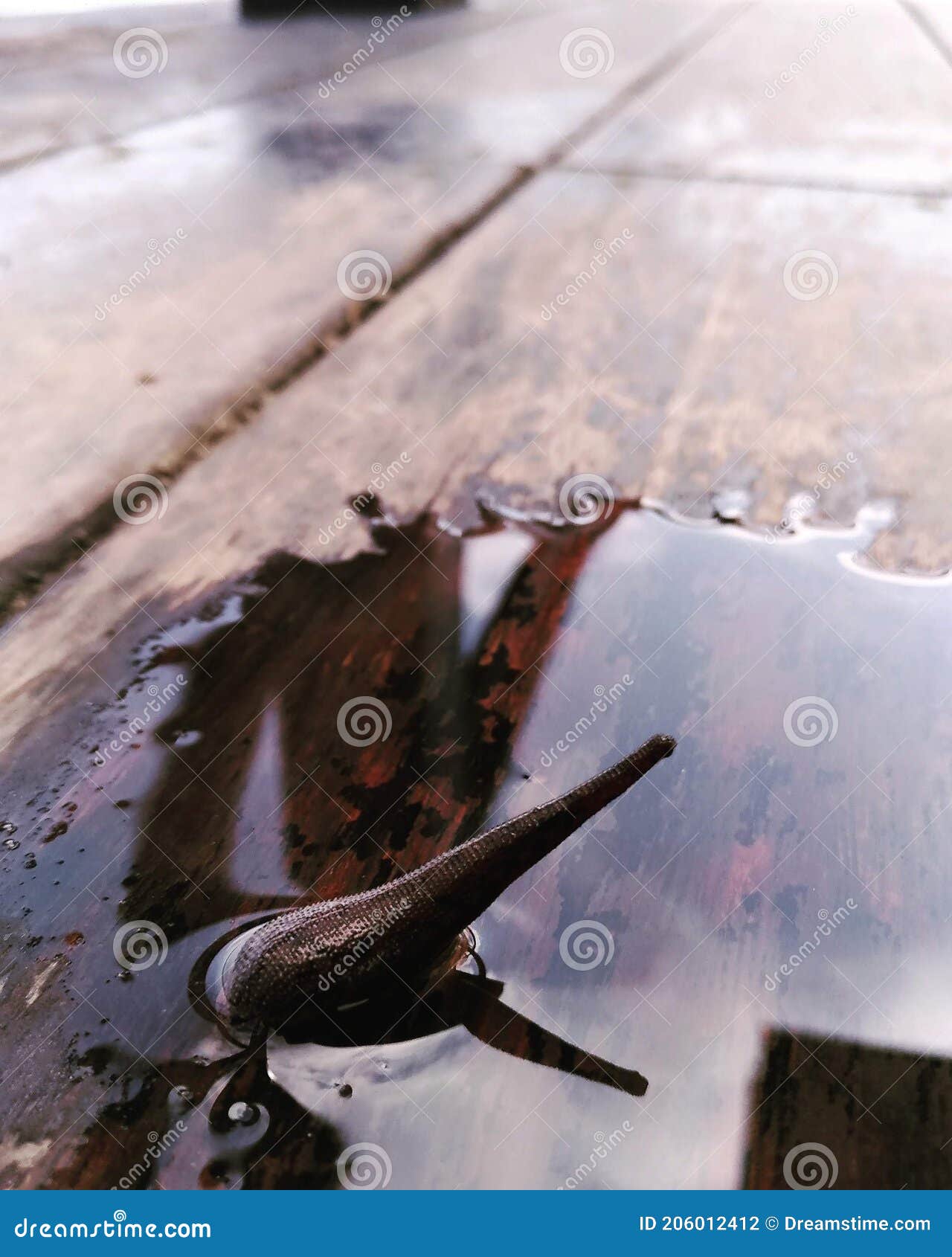 Scary Leech Searching for Human Stock Photo - Image of water, snow ...