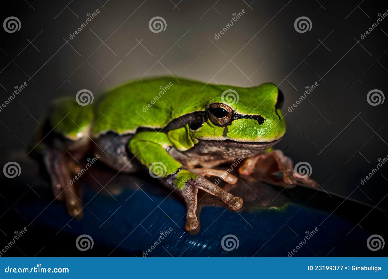 Scary little frog stock image. Image of skin, reptile - 23199377