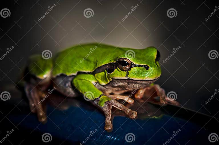 Scary little frog stock image. Image of skin, reptile - 23199377