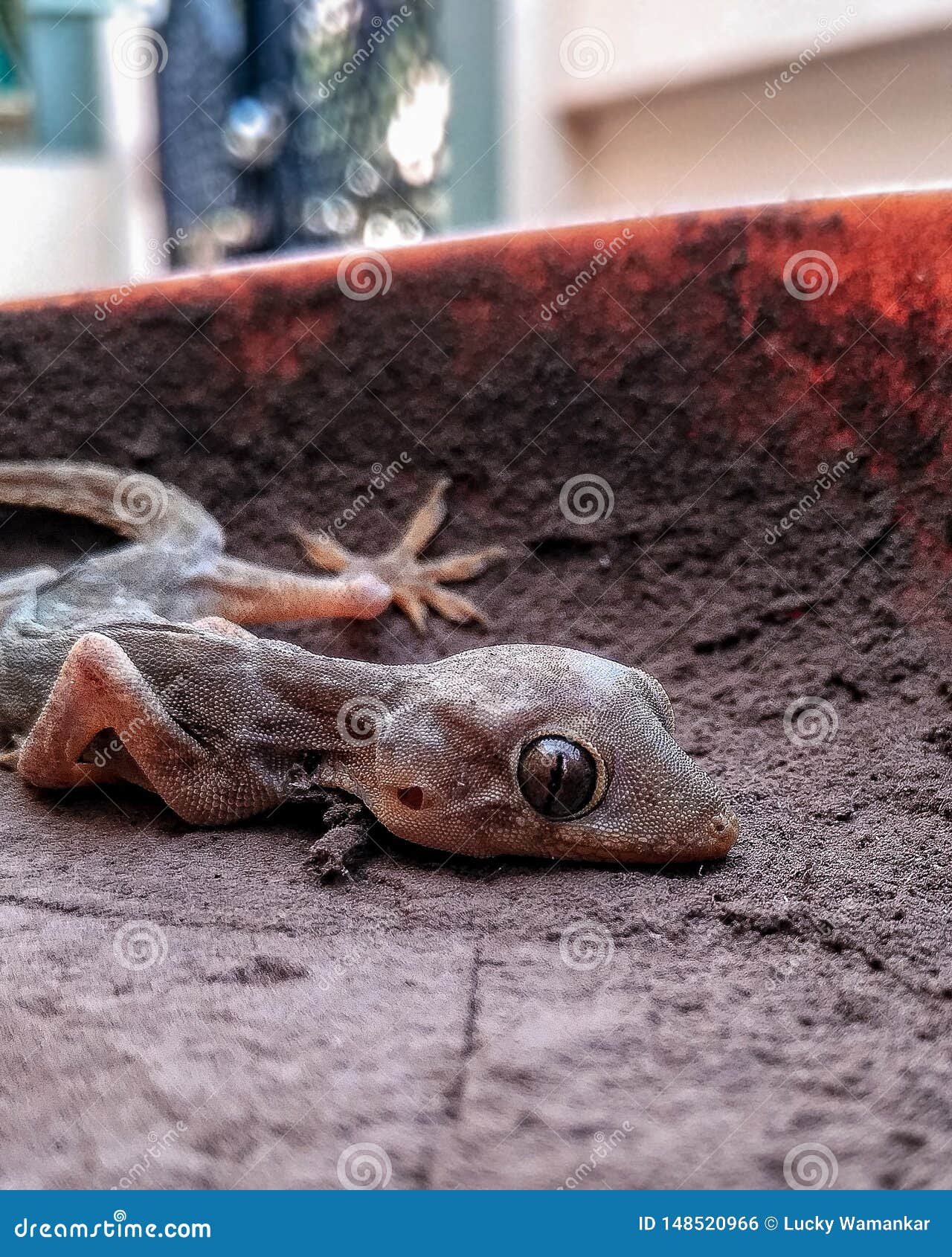 4,333 Scary Lizard Photos - Free & Royalty-Free Stock Photos from ...