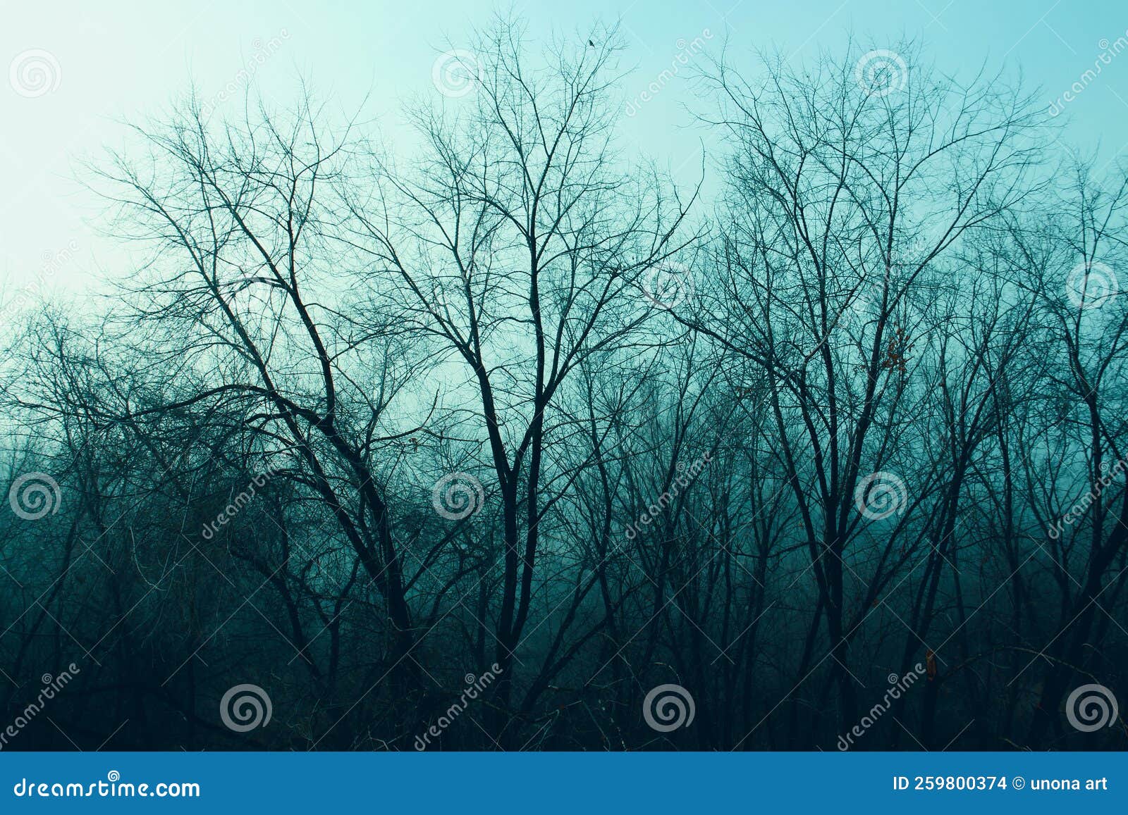 A Scary Misty Forest of Leafless Trees. Stock Photo - Image of park ...