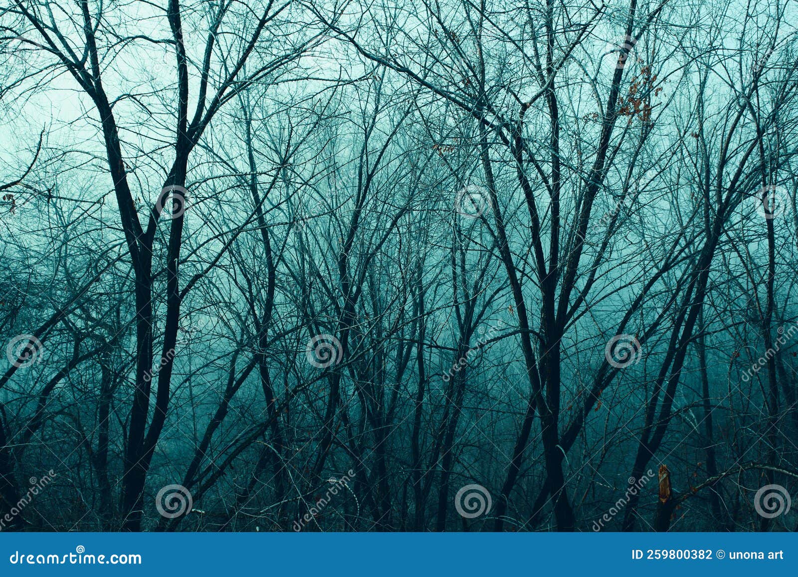 A Scary Misty Forest of Leafless Trees. Stock Photo - Image of outdoor ...