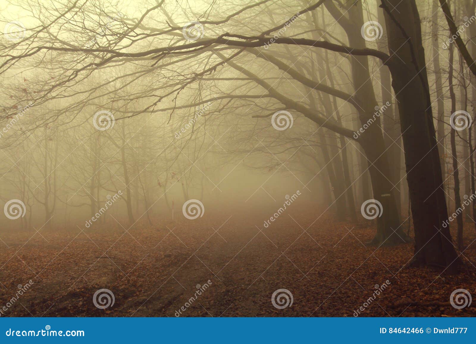 Scary misty forest stock photo. Image of tree, light - 84642466