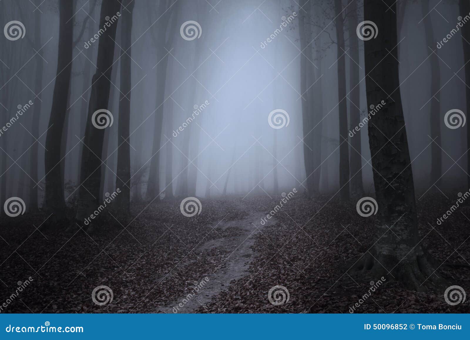 Scary Misty Road in the Forest Stock Photo - Image of dawn, magic: 50096852
