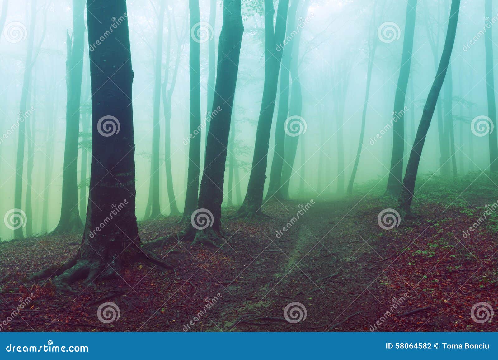 Scary Misty Road In The Forest Stock Photography | CartoonDealer.com ...