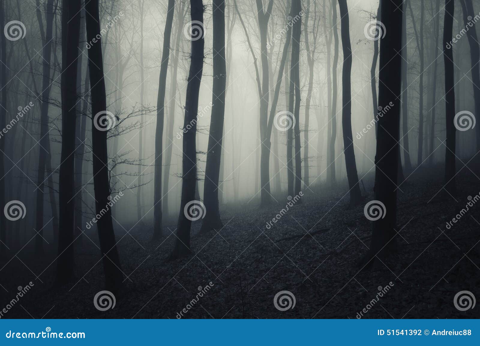 Scary Mysterious Forest with Fog Stock Photo - Image of leaves ...