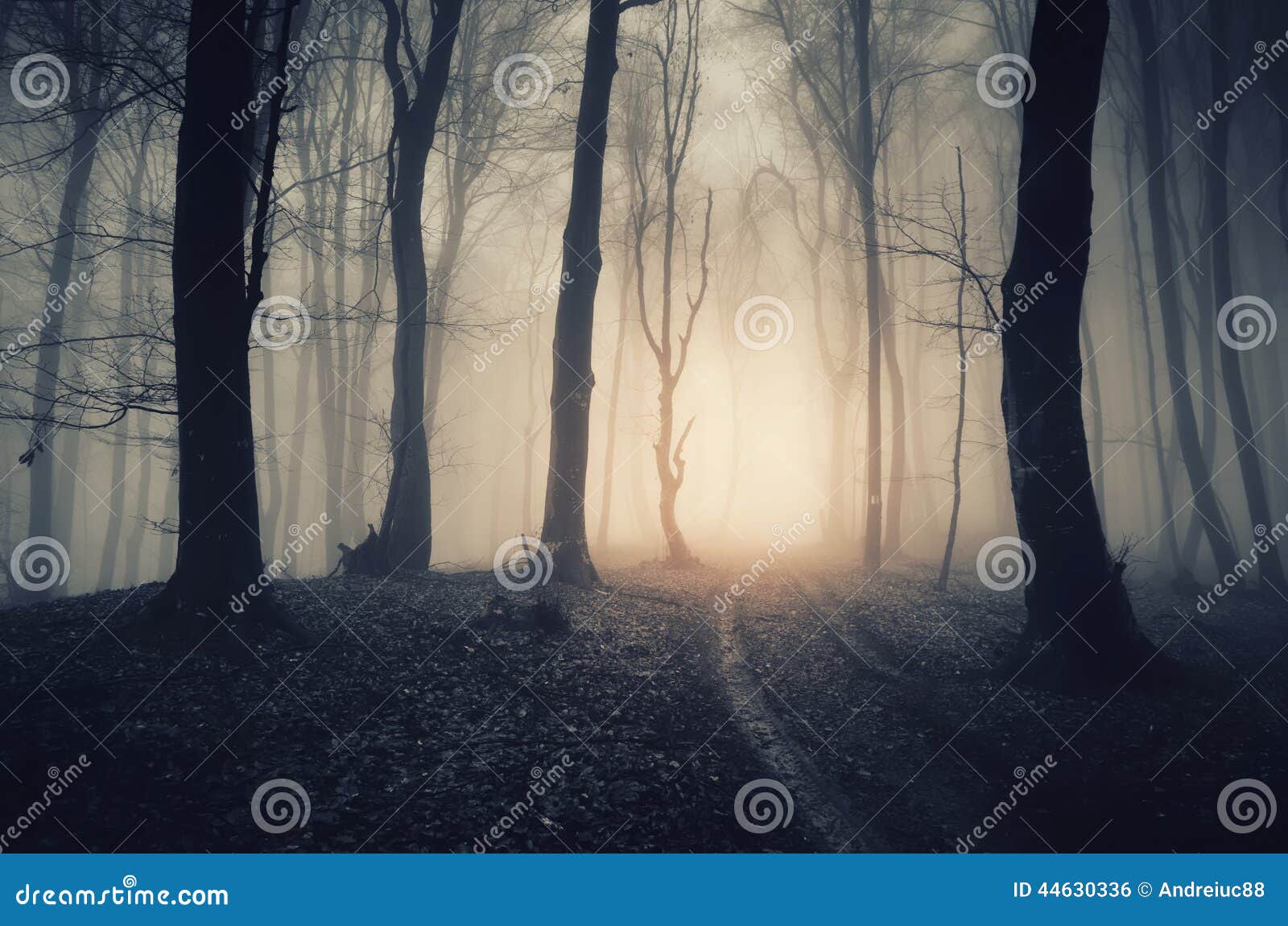 Scary Mysterious Halloween Forest at Sunset Stock Photo - Image of ...