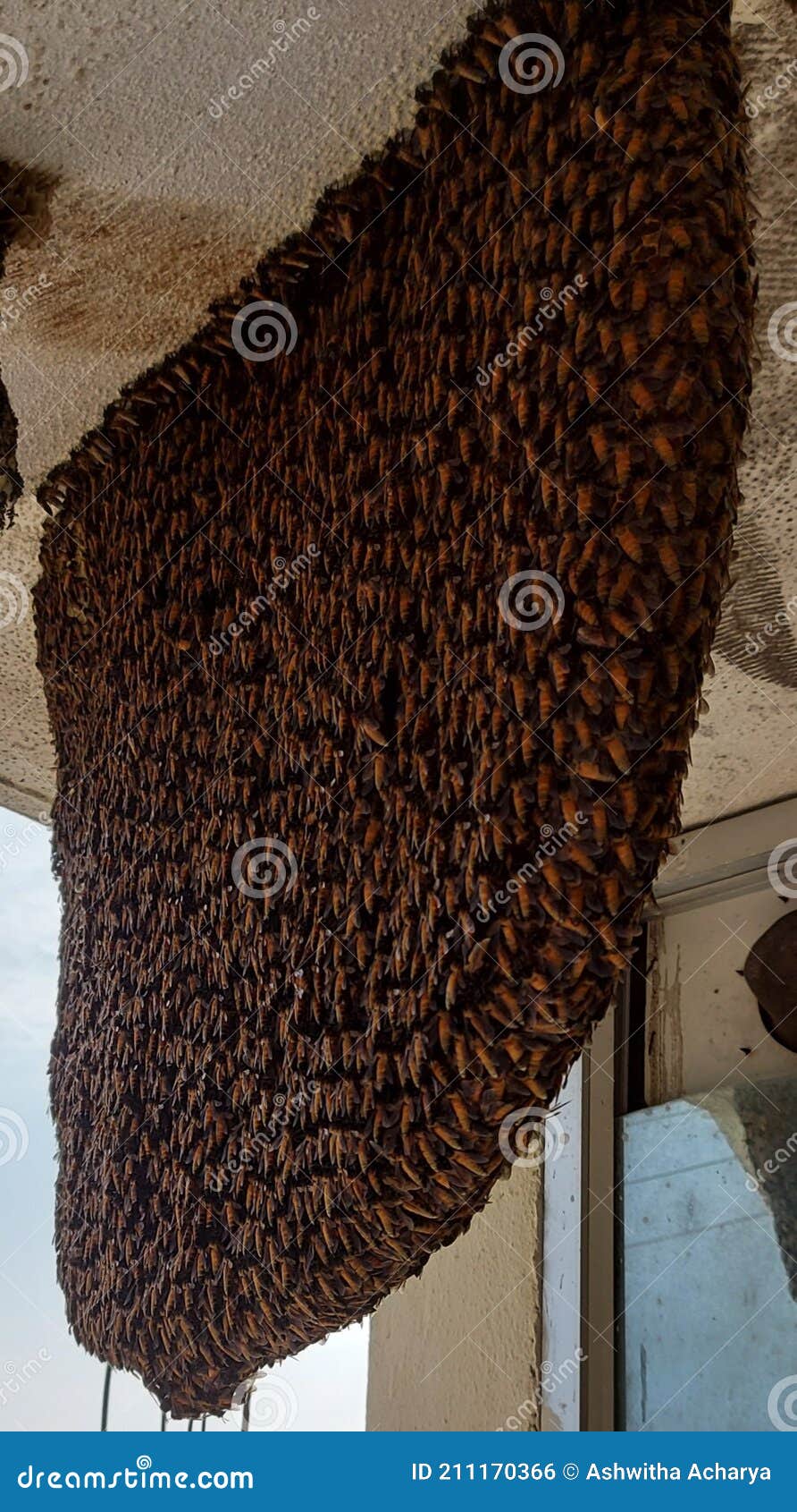 Scary Natural Beehive Stock Photos - Free & Royalty-Free Stock Photos ...