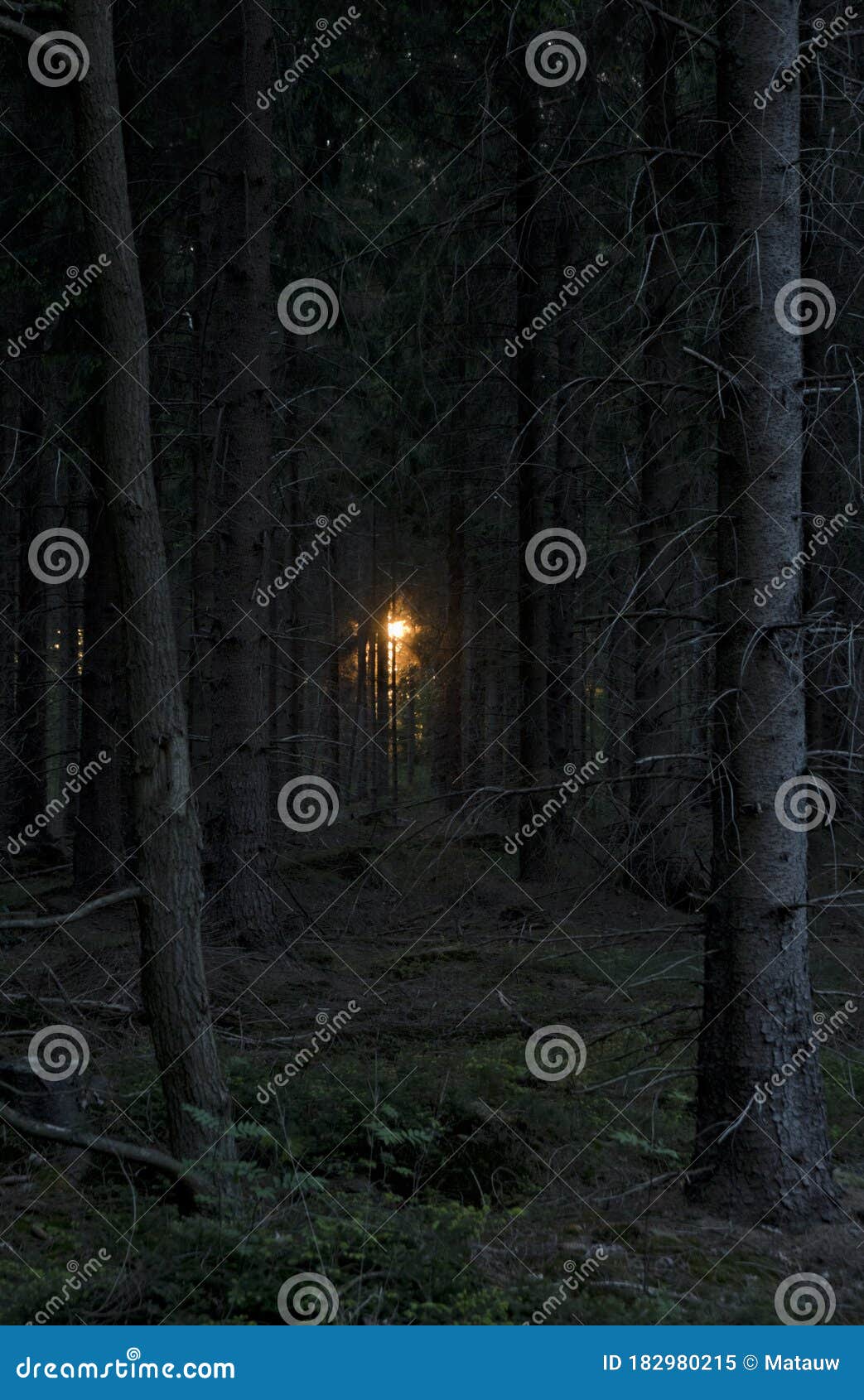 Scary nightfall in forest stock image. Image of stems - 182980215