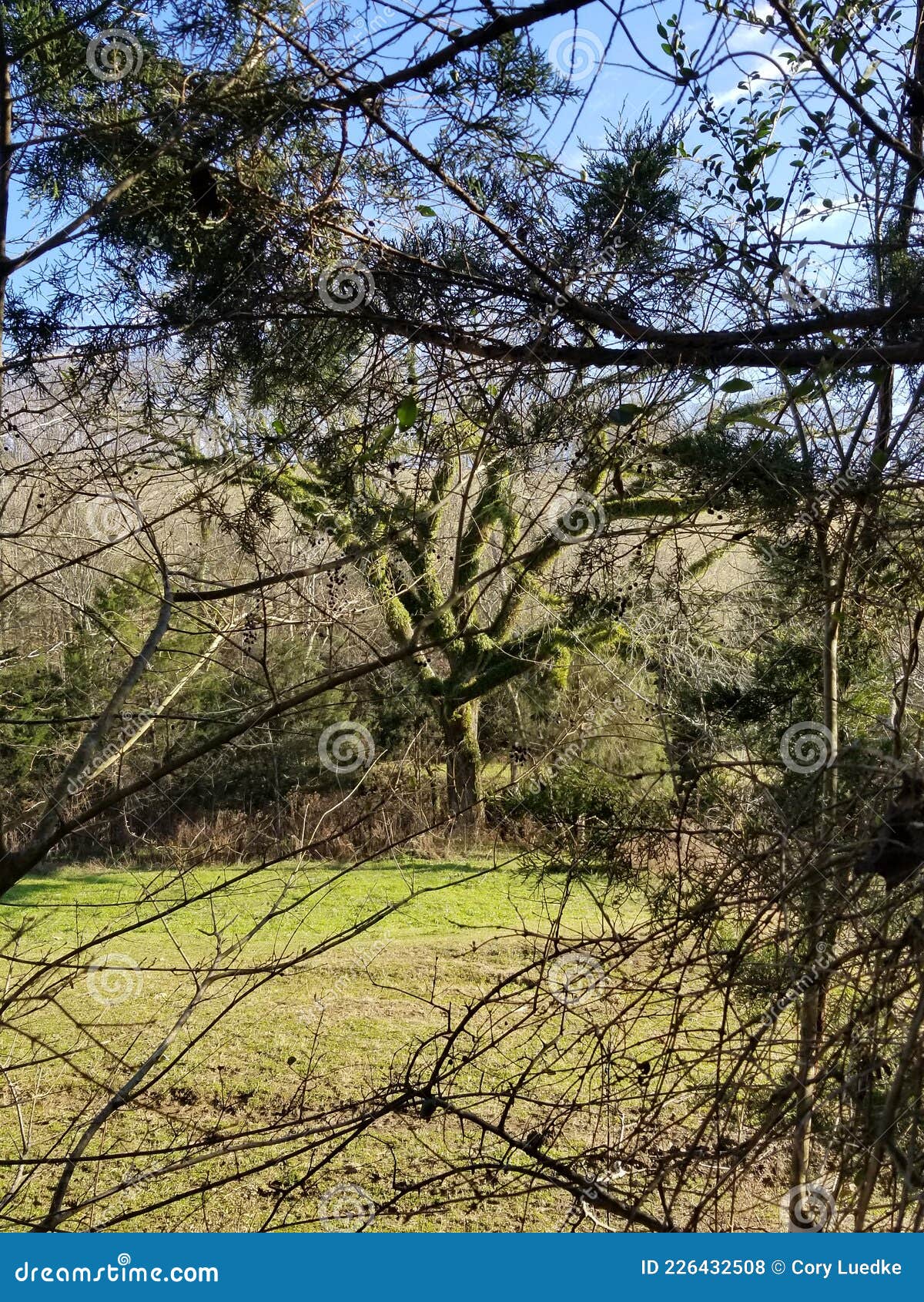 Scary old tree stock photo. Image of tree, woods, backroads - 226432508