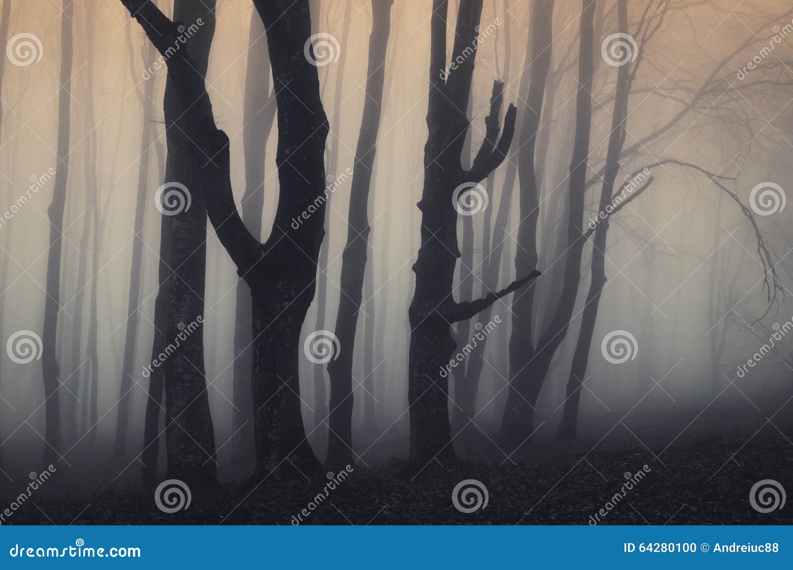 Scary Old Trees in Haunted Forest with Fog at Sunset Stock Photo ...