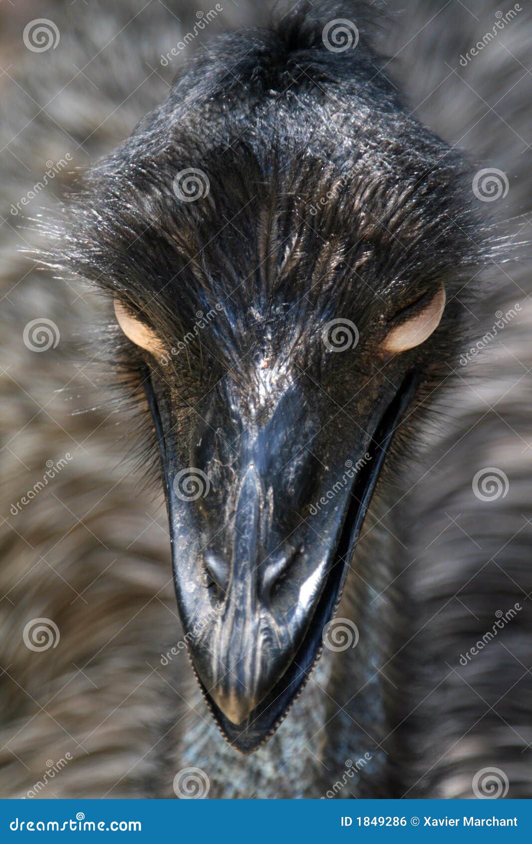 Scary ostreich stock photo. Image of eyes, bird, feather - 1849286