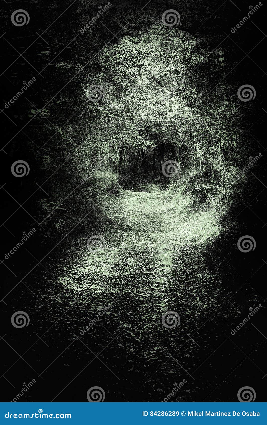 Scary path in dark forest stock image. Image of forest - 84286289