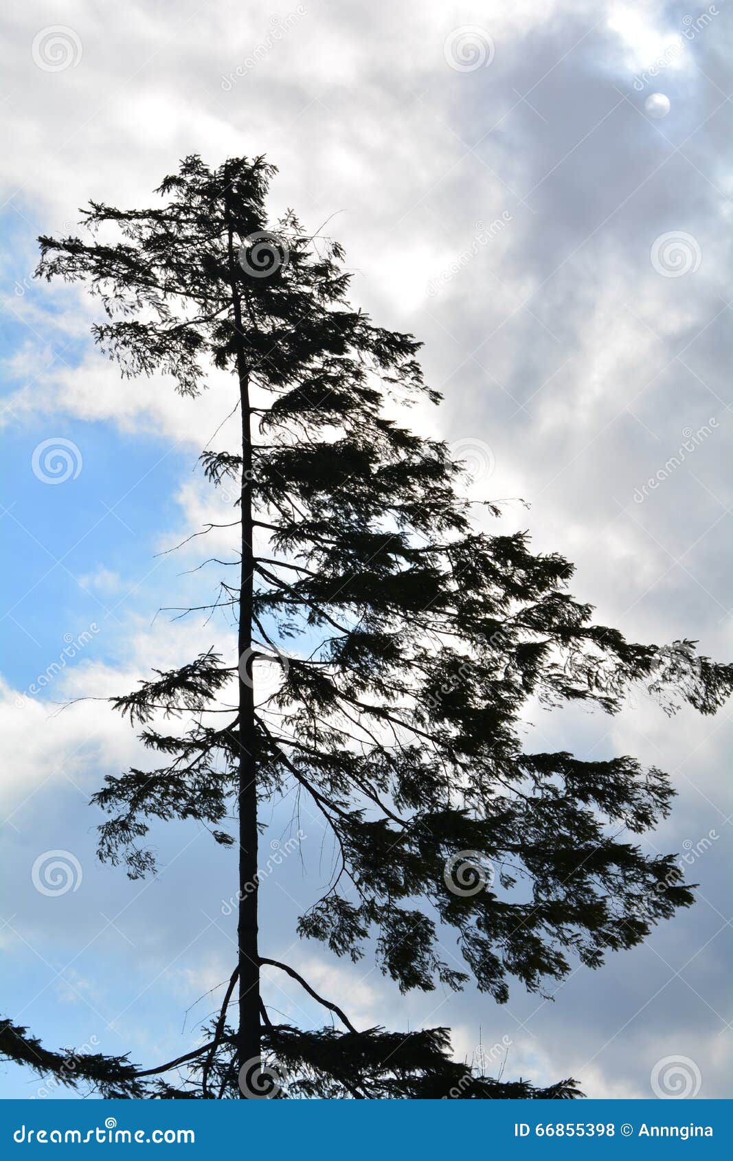 Scary pine stock photo. Image of noon, beskids, clouds - 66855398