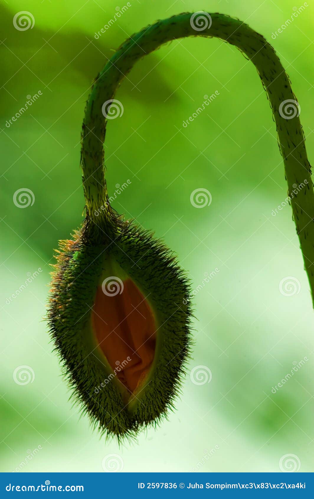 Scary plant stock photo. Image of horticulture, meat, danger - 2597836