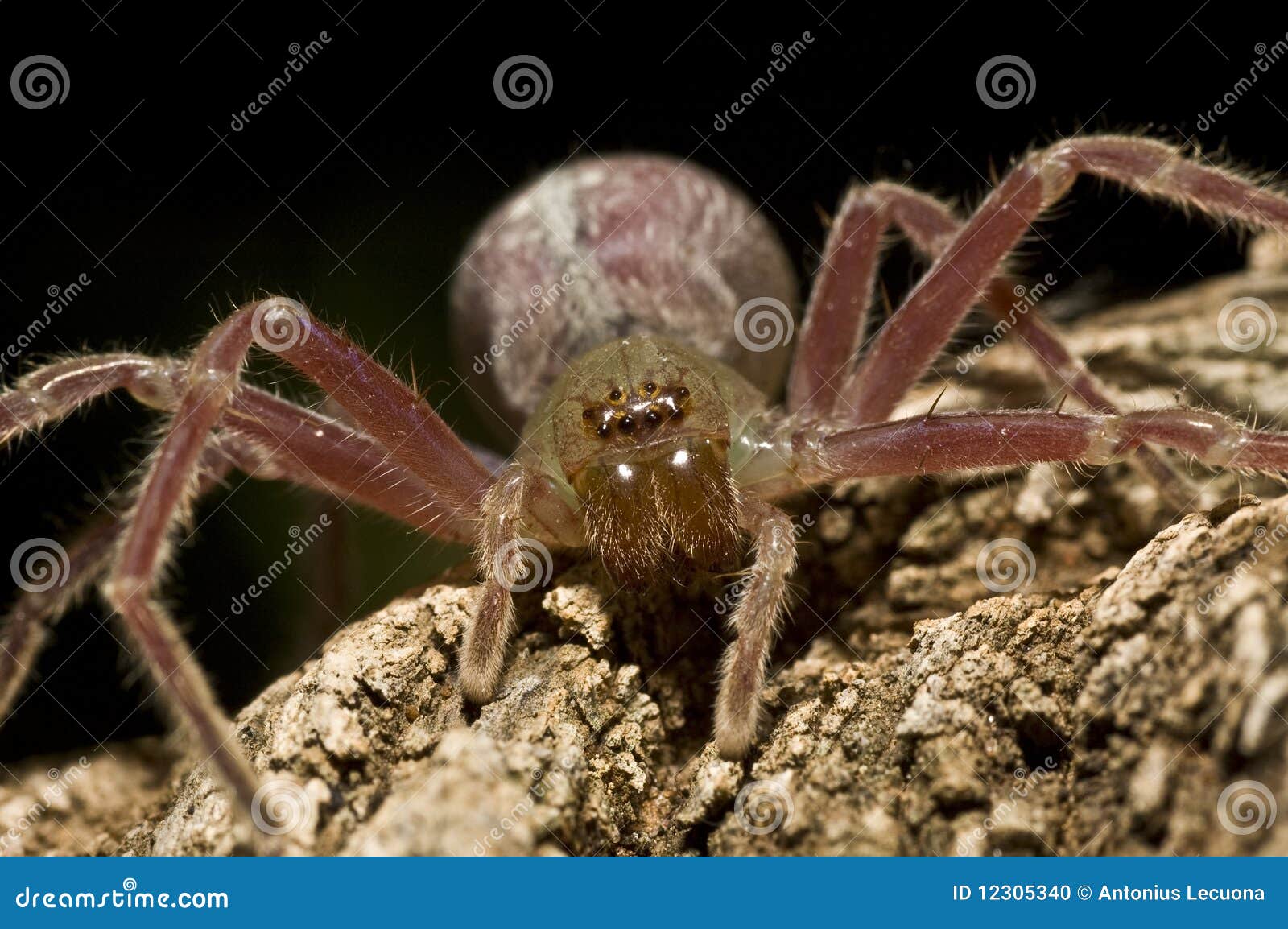 Scary Purple spider stock photo. Image of animal, crawly - 12305340