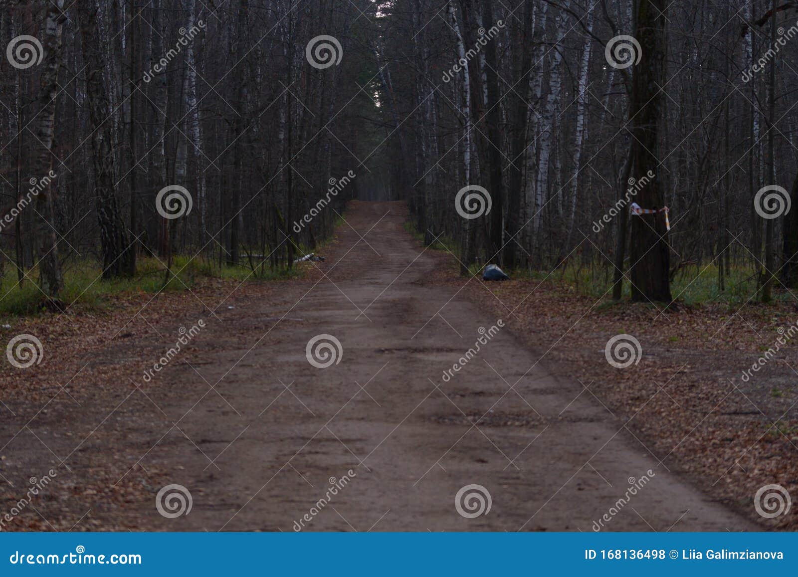 Scary road in forest stock photo. Image of light, perspective - 168136498
