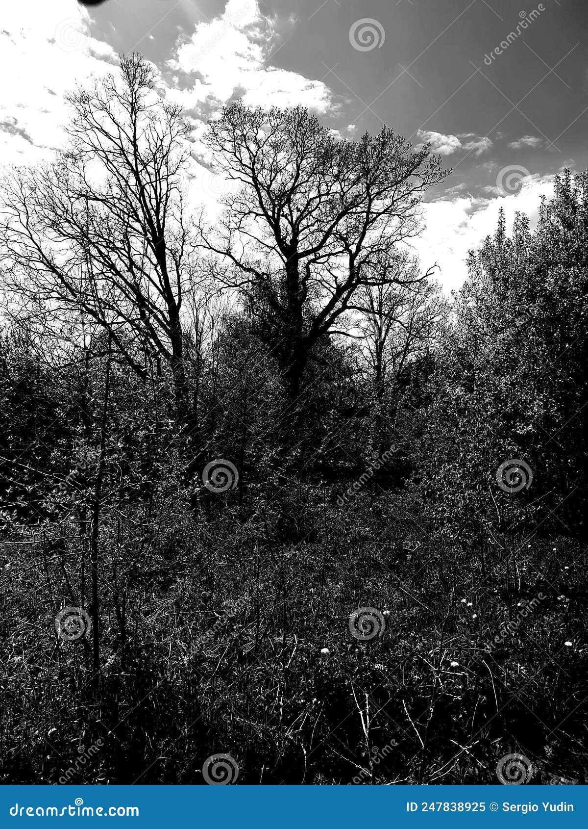 Scary stock image. Image of grass, tree, flower, scary - 247838925