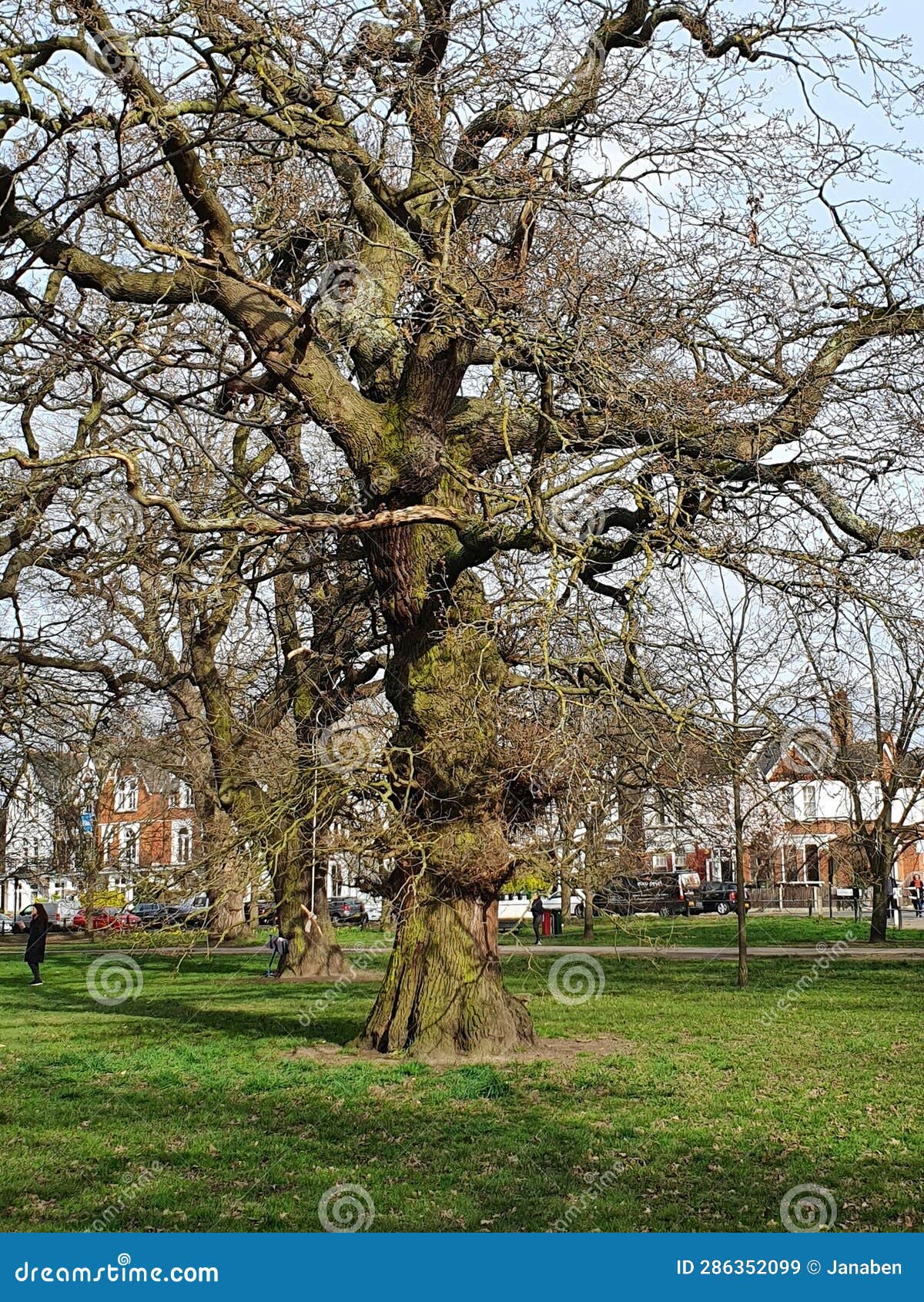 Scary Shape of the Tree in the Park Stock Image - Image of tree, scary ...
