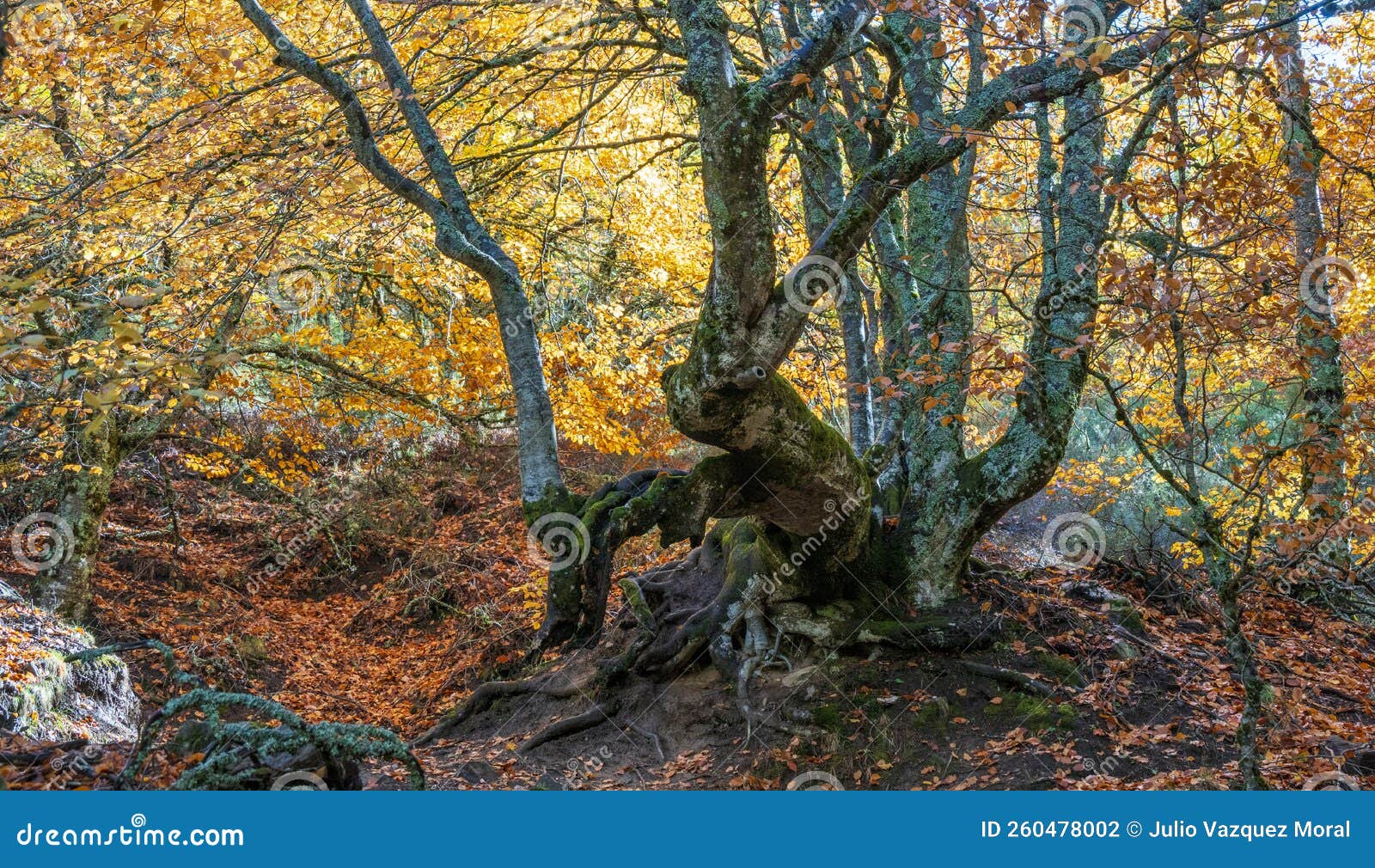 Scary Smiling Tree in Autumn Forest Stock Photo - Image of beechwood ...
