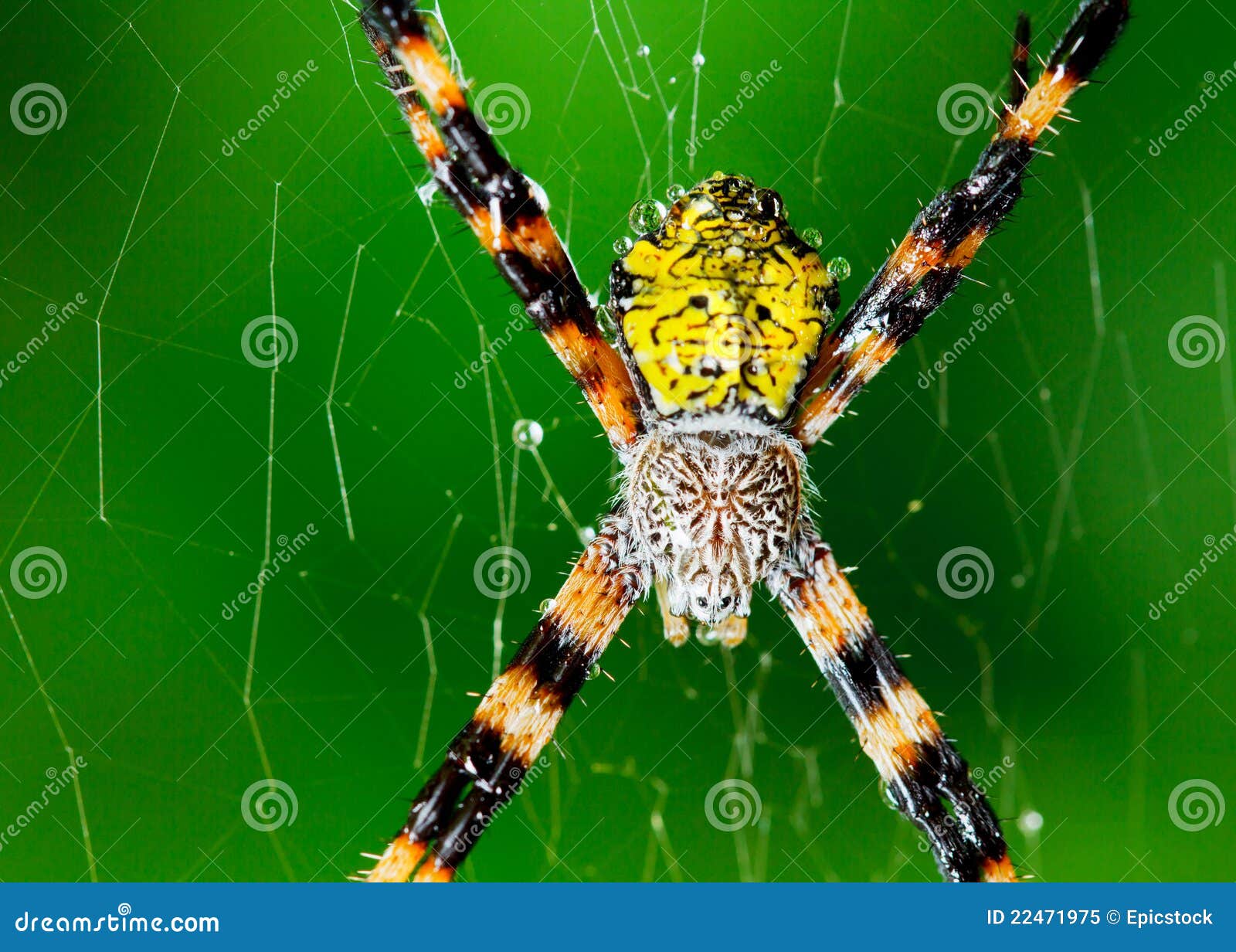 Scary Spider stock image. Image of outside, dangerous - 22471975