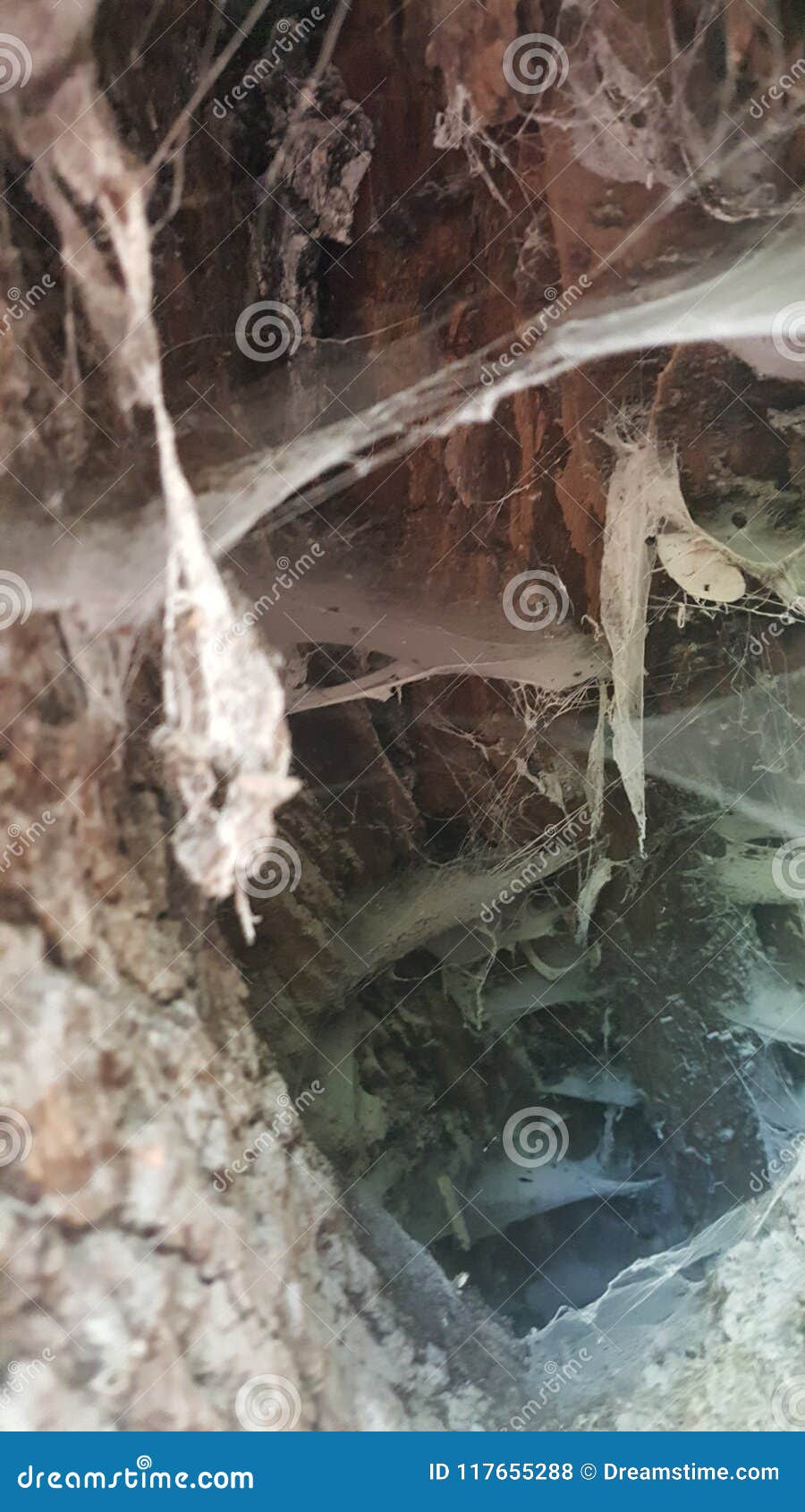 Spider Cave In Tree Royalty-Free Stock Photo | CartoonDealer.com #105805743